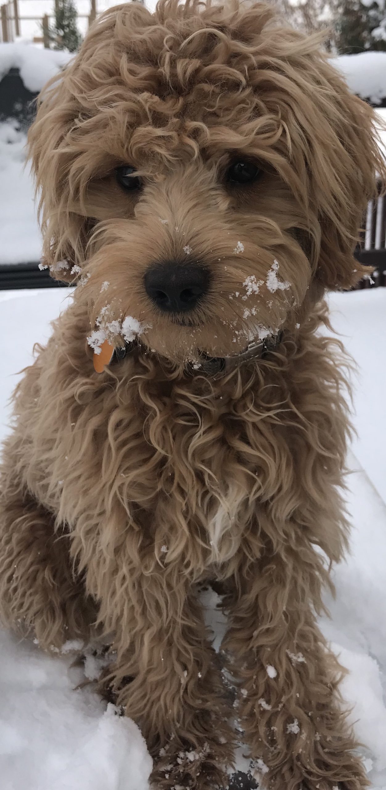406 Doodles – Doodle Puppies for Sale in Belgrade MT