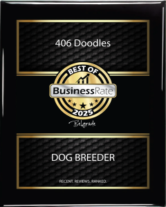 Puppy Breeds for Sale – 406 Doodles