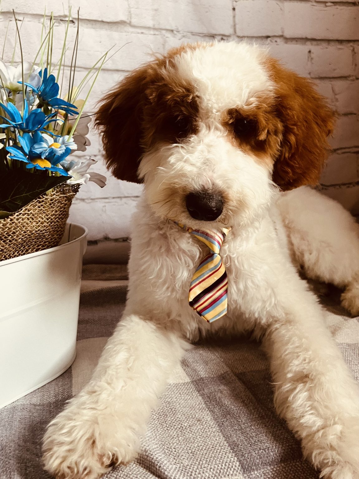 406 Doodles – Doodle Puppies for Sale in Belgrade MT