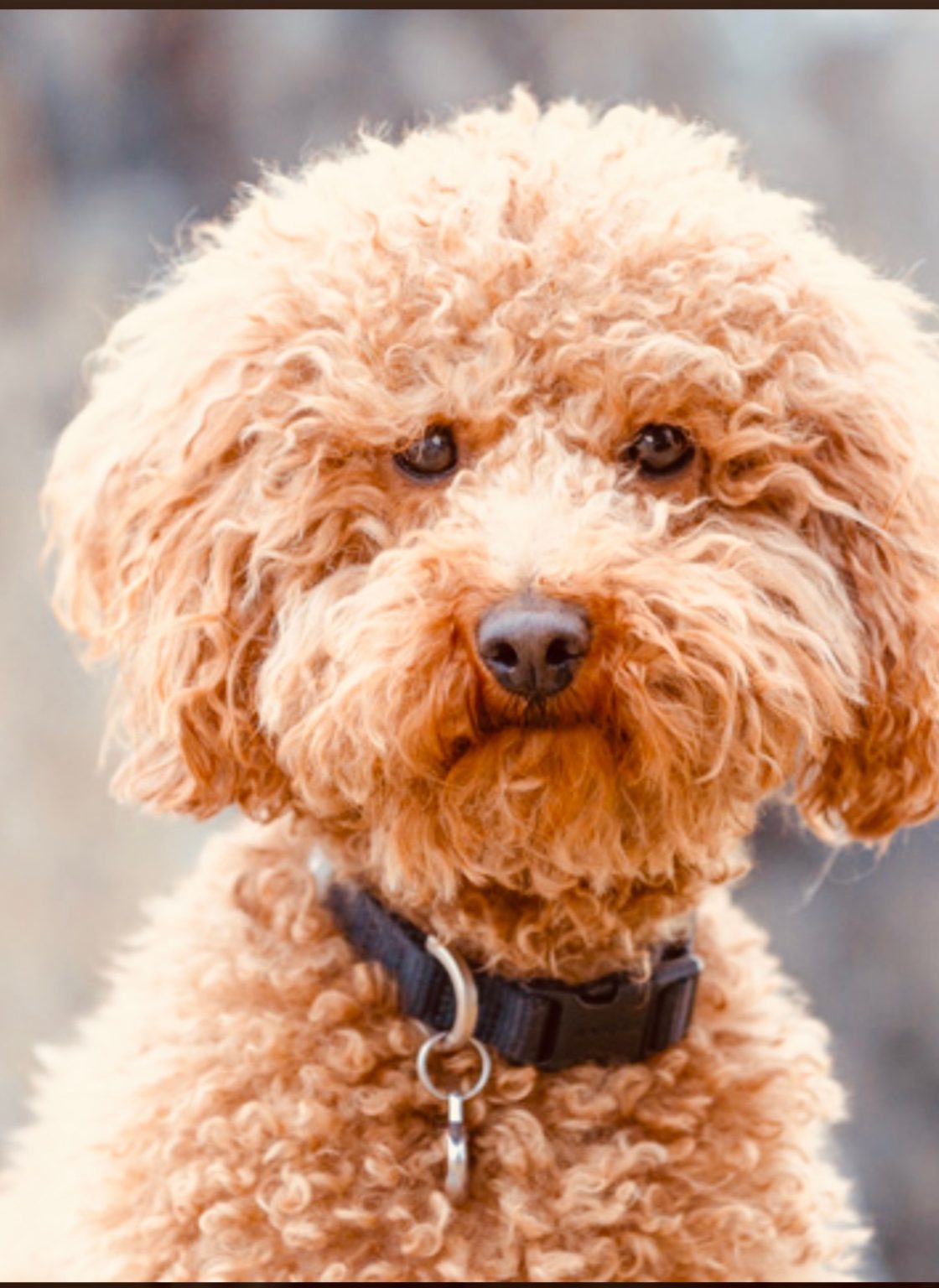 406 Doodles – Doodle Puppies for Sale in Belgrade MT