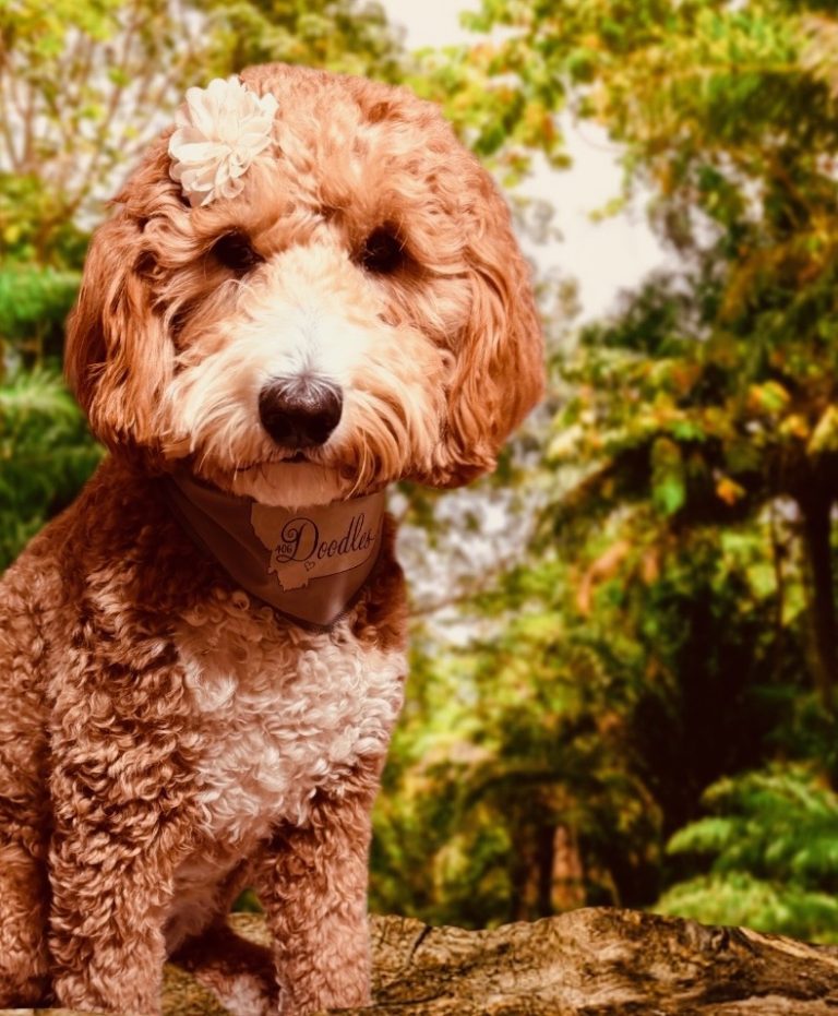 406 Doodles – Doodle Puppies for Sale in Belgrade MT