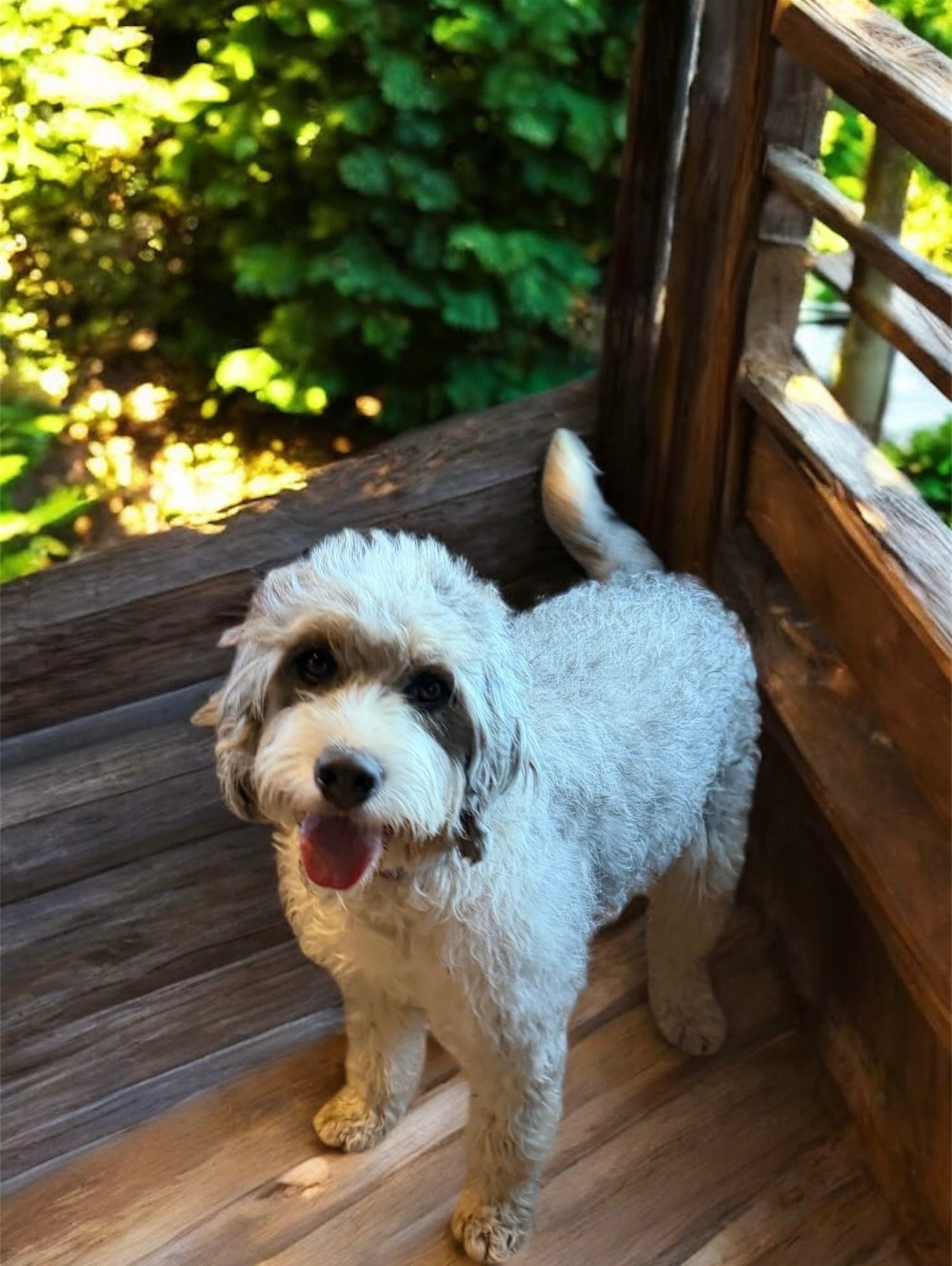 406 Doodles – Doodle Puppies for Sale in Belgrade MT