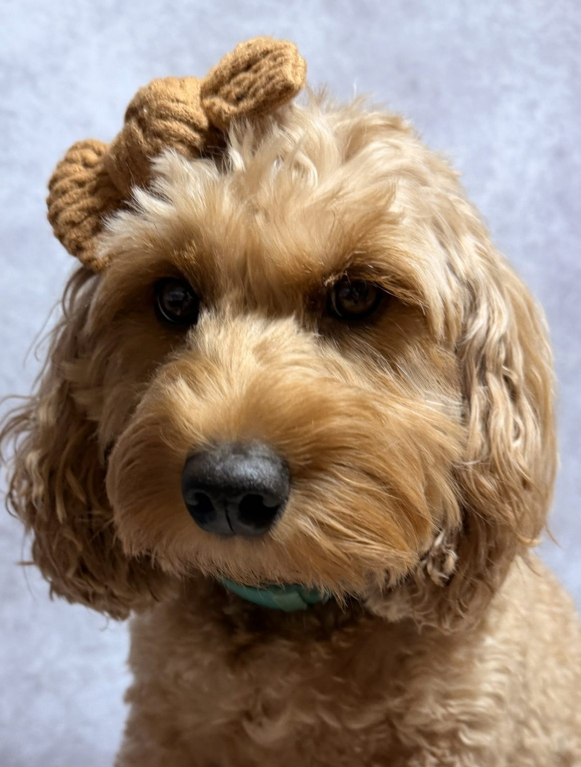406 Doodles – Doodle Puppies for Sale in Belgrade MT